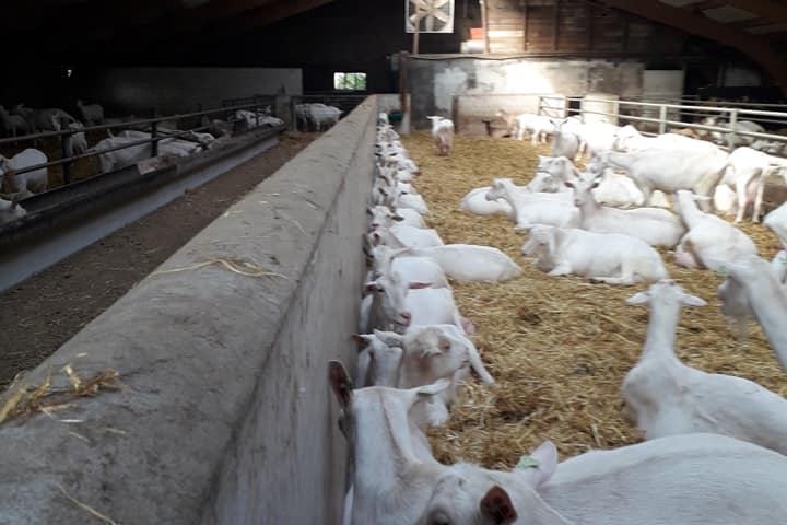 Geitenhouderij – 't Roode Hart